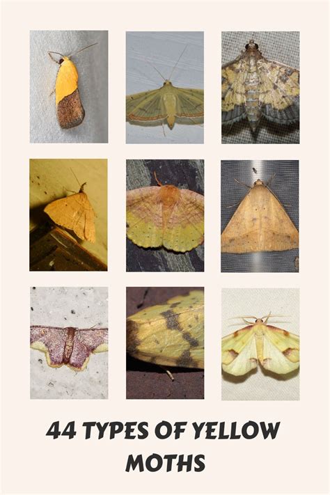 44 Types Of Yellow Moths Moth Moth Species Flannel Moth
