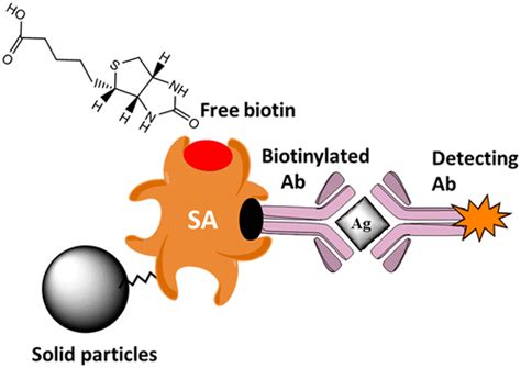 How Does Streptavidin Work Function Structure And Uses