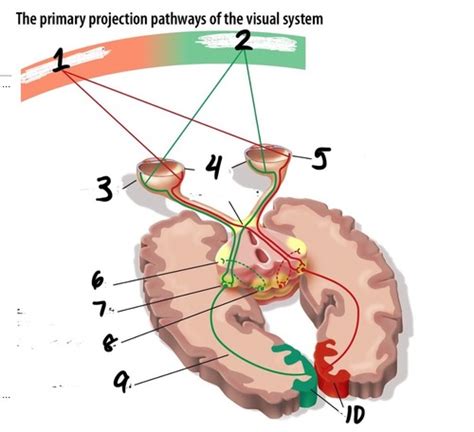 Neuro Exam 2 Flashcards Quizlet