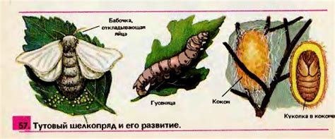 Тутовый шелкопряд и шелководство — Гипермаркет знаний