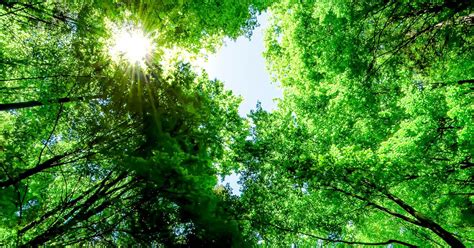 Unilever Supports Cosmetics Industry To Take Action On Sustainability