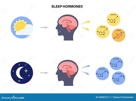 Hormones Of Pineal Gland Serotonin And Melatonin Vector Illustration