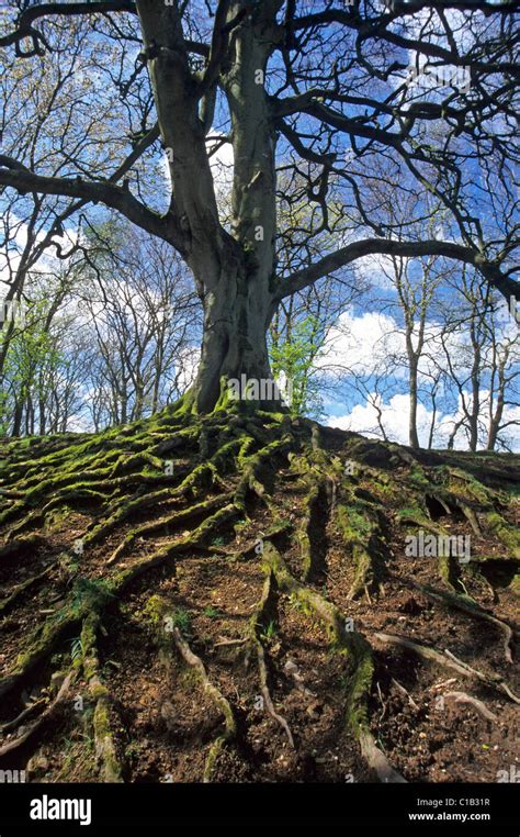 Detail Of Mass Complex Of Roots Under Mature Beech Tree In Field Stock