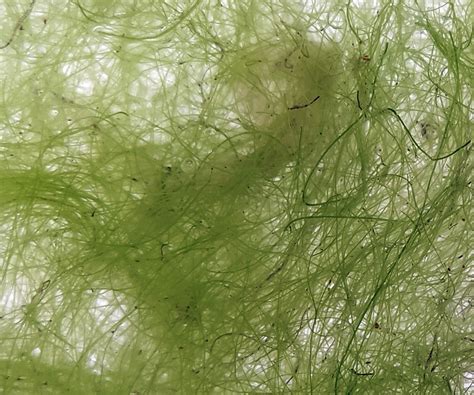 Algae Bioplastics The Global State Of The Industry Innovative Materials