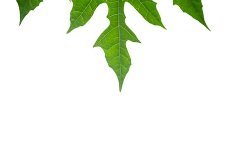 자연보기 녹색 파파야 잎고립 된 흰색 배경에 닫고 클리핑 경로와 공간을 복사합니다 배경 자연 식물 풍경 생태 벽지 개념으로 사용 0명에 대한 스톡 사진 및 기타 이미지