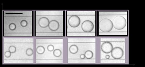Different Daughter Droplet Composition From Each Droplet Breakup Event Download Scientific