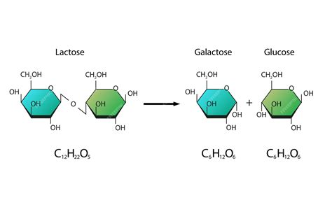 Premium Vector Lactose Hydrolysis Lactase Enzyme Effect On Lactose