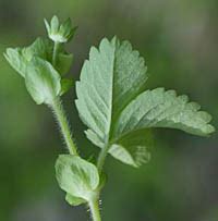 ヒメヘビイチゴ Potentilla centigrana バラ科 Rosaceae キジムシロ属 三河の植物観察
