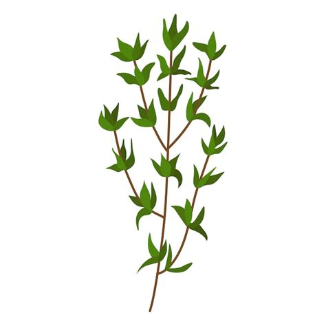 Premium Vector A Sprig Of Thyme Vector Illustration On A White Background