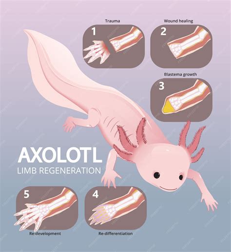 Premium Vector Illustration Of Axolotl Limb Regeneration Infographic