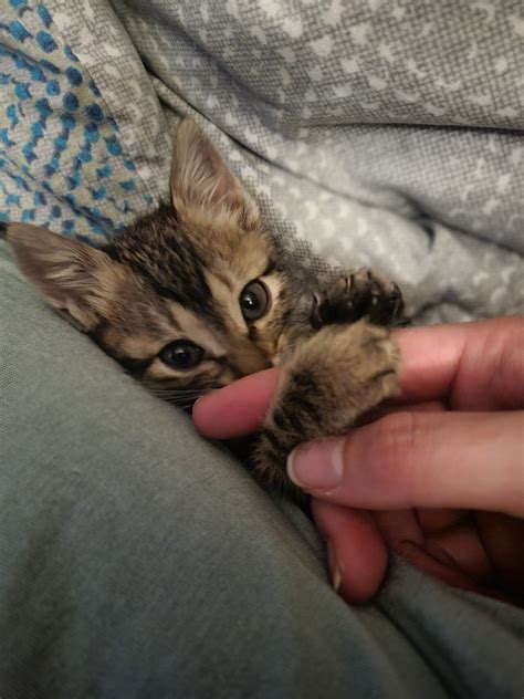 슈퍼 킹왕짱 기여운 유기묘 입양 포텐 터짐 최신순 에펨코리아