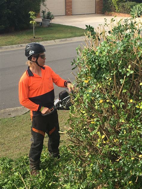 Tree Pruning Shaping Brisbane Same Day Trees Palms