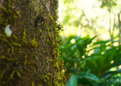 Tree Stem Green Free Photo On Pixabay Pixabay
