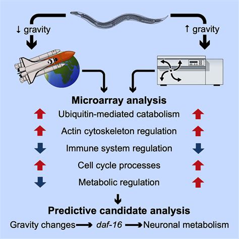 Spaceflight Induced Microgravity Affects Genes Study Shows Scinews
