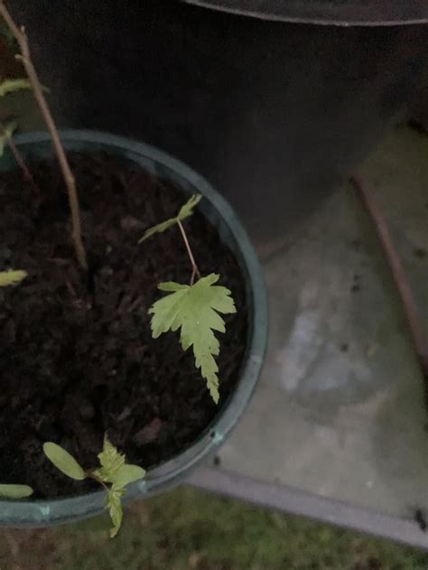 Is This A Japanese Maple Seedling R Plantidentification
