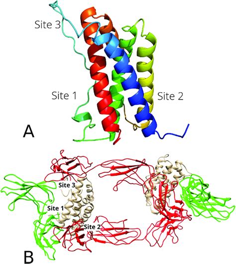 Binding Sites Of The Il 6 According To [74] A And Il 6 Receptor Download Scientific Diagram