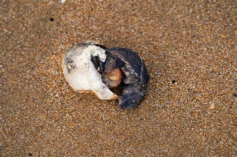 모래 해변의 죽은 아기 바다 거북은 Mon Repos의 작은 자갈로 둘러싸인 모래에 부분적으로 묻혀 알에 앉아 있습니다 Marine Reserve에 대한 스톡 사진 및 기타