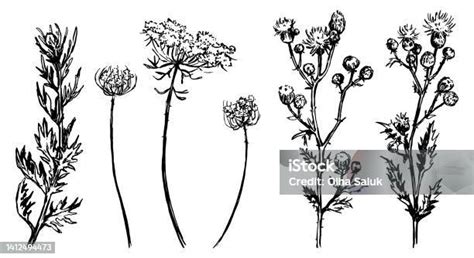 야생 식물 수집 잡초 엉겅퀴의 복고풍 잉크 스케치 손으로 그린 벡터 일러스트 레이 션 세트 흰색 배경에 고립 된 식물 클립 파트 엉겅퀴류에 대한 스톡 벡터 아트 및 기타