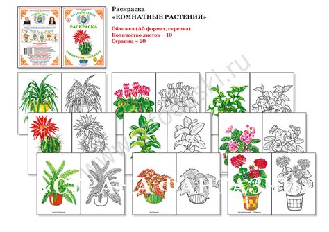 Раскраски домашние растения (35 фото)