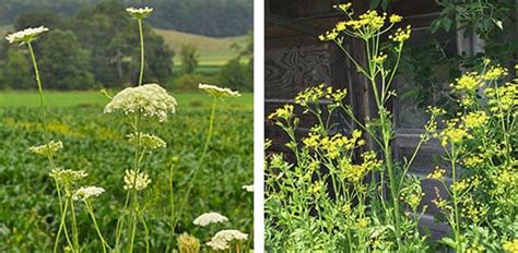 Wild Parsnip Could Be Hiding In Your Backyard