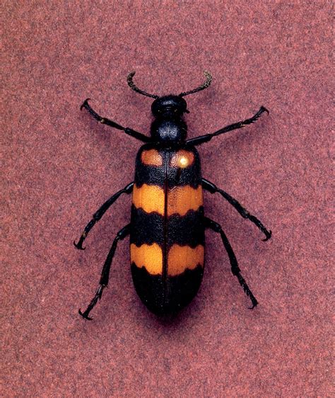 Key To Coleoptera