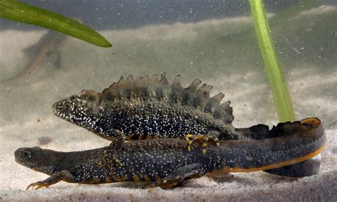 Great Crested Newt Krag