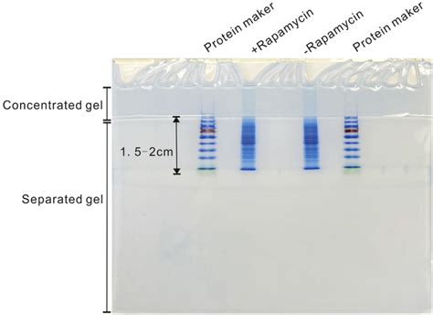 A Turboid Based Proximity Labelling Approach For Identifying The Dna Binding Proteins Pmc