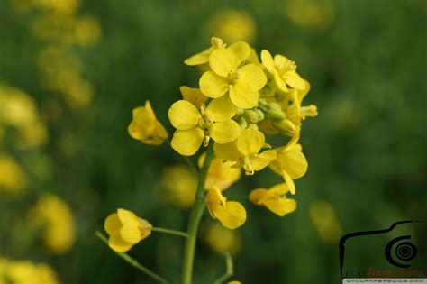 Brassica Flower Ultra Hd Wallpaper For 4k Uhd Tv And Desktop