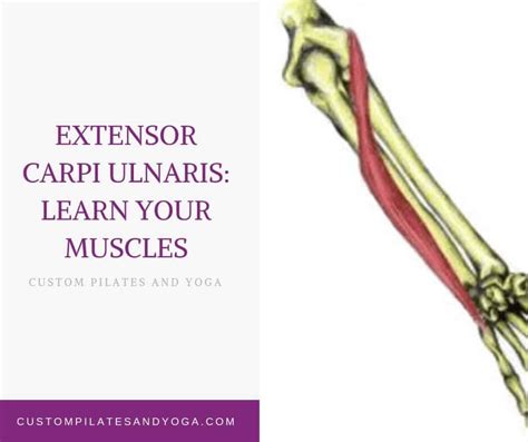 Extensor Carpi Ulnaris Learn Your Muscles Custom Pilates And Yoga
