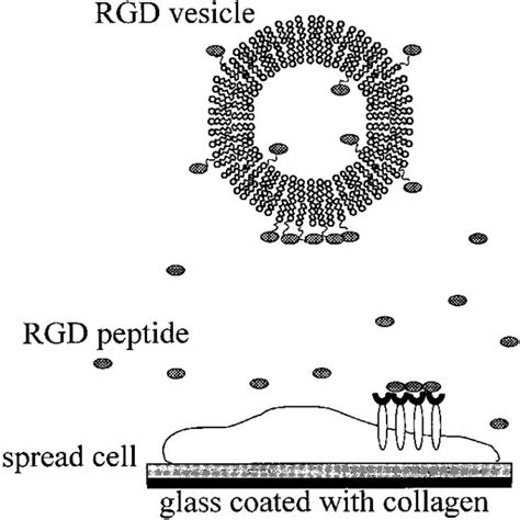 Schematic View Of The Competitive Adhesion Between Giant Rgd Vesicles