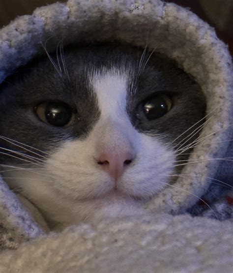 Just Realized My Cat Has A Ding Dong In Her Face Shes Not Happy About