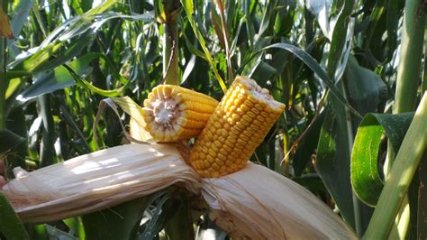 Roberto Bartolini Autore Presso Il Nuovo Agricoltore