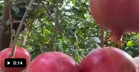The Best And Most Efficient Technique For Opening A Pomegranate 9gag