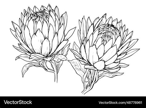 King Protea Flower Drawing Three Protea Flowers Vector And Photo Free