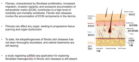 文献 5 单细胞转录组揭示人类纤维化皮肤病中成纤维细胞的异质性 知乎