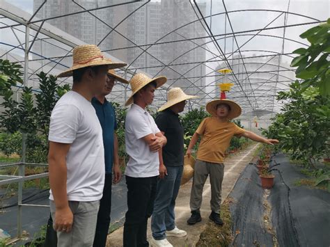 市农业科技创新中心赴省农科院交流务实推进广陈皮产业高质量发展 五邑农情 江门市农业农村局