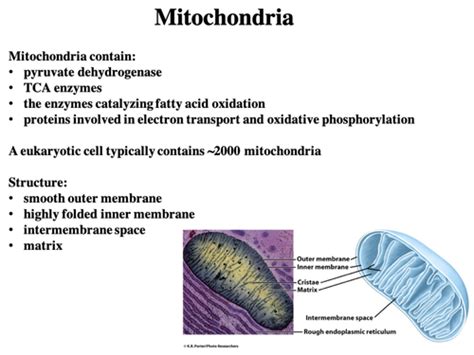 Biochem Lecture 6 Flashcards Quizlet
