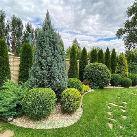 Декоративные растения для сада фото и картинки 59 штук