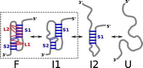 Figure 1 From Salt Eﬀects On The Thermodynamics Of A Frameshifting Rna Pseudoknot Under Tension