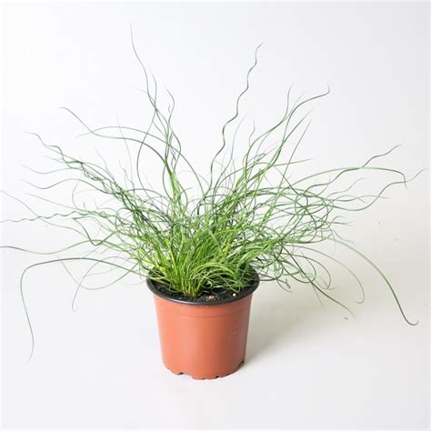 Juncus Effusus Spiralis — Plant Wholesale Floraccess