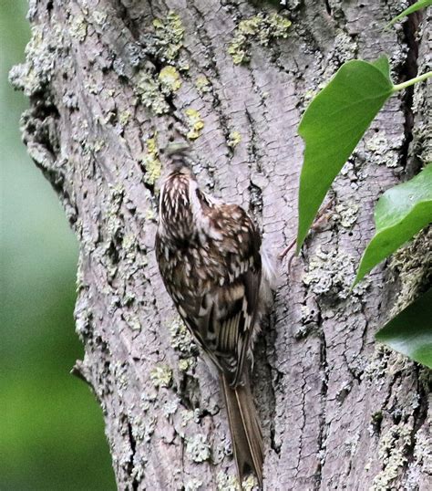 Birding With Flowers Lockdown Easing Treecreeper At The Nest