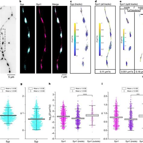 Synapsin 1 And Synaptophysin Are Confined At Synaptic Boutons While Download Scientific Diagram