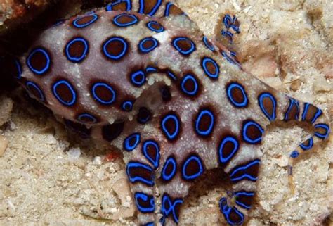 Смертельно опасные животные Австралии Traveltipz — Livejournal