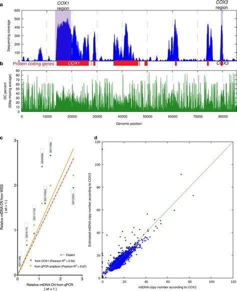 Calculation Of Mtdna Copy Number A Sequencing Coverage Across The