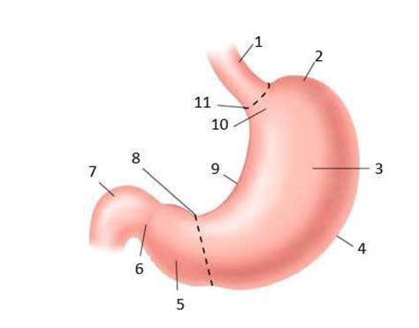 Biol 20 Stomach Diagram Quizlet