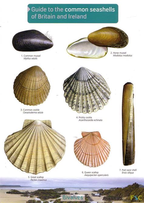 Guide To The Common Seashells Of Britain And Ireland Sea Shells
