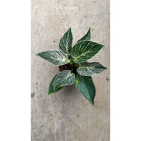 Jual Bunga Pilo Birkin Shopee Indonesia