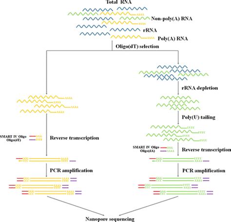 Novel Method Of Full Length RNA Seq That Expands The Identification Of Non Polyadenylated RNAs