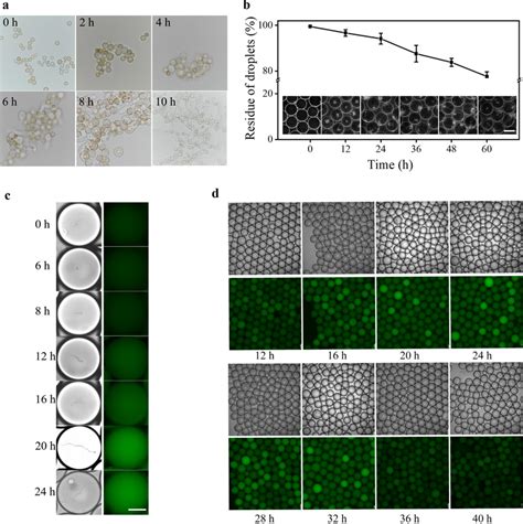 Validation Of Growth Kinetics Of A Oryzae In Microdroplet A