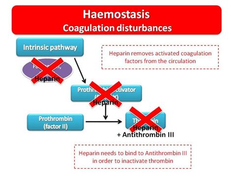 26 Best Clotting Cascade Images On Pinterest Nursing Schools Schools For Nursing And Nursing